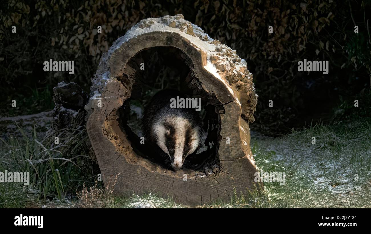 Badger hollow log hi-res stock photography and images - Alamy