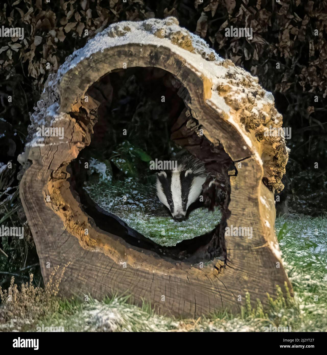 Badger hollow log hi-res stock photography and images - Alamy