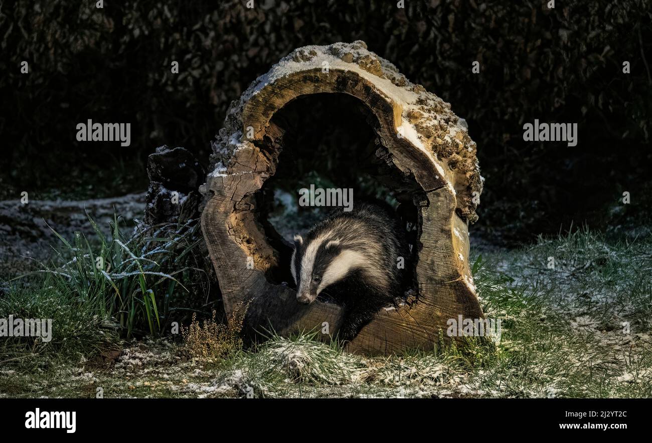 Badger hollow log hi-res stock photography and images - Alamy