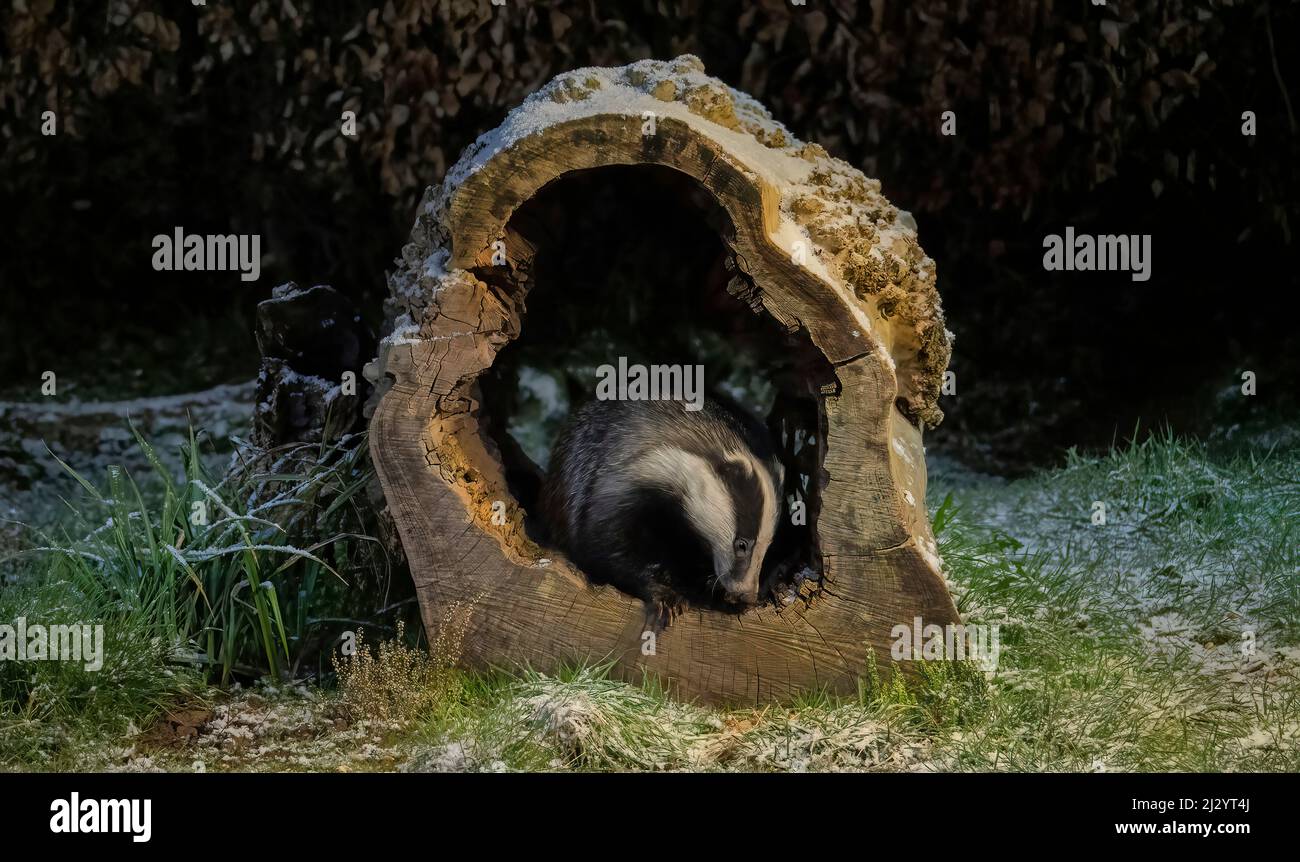 Badger hollow log hi-res stock photography and images - Alamy