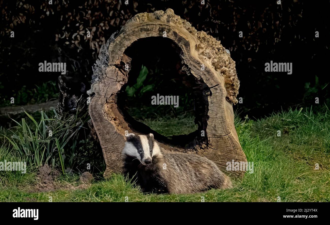Badger hollow log hi-res stock photography and images - Alamy