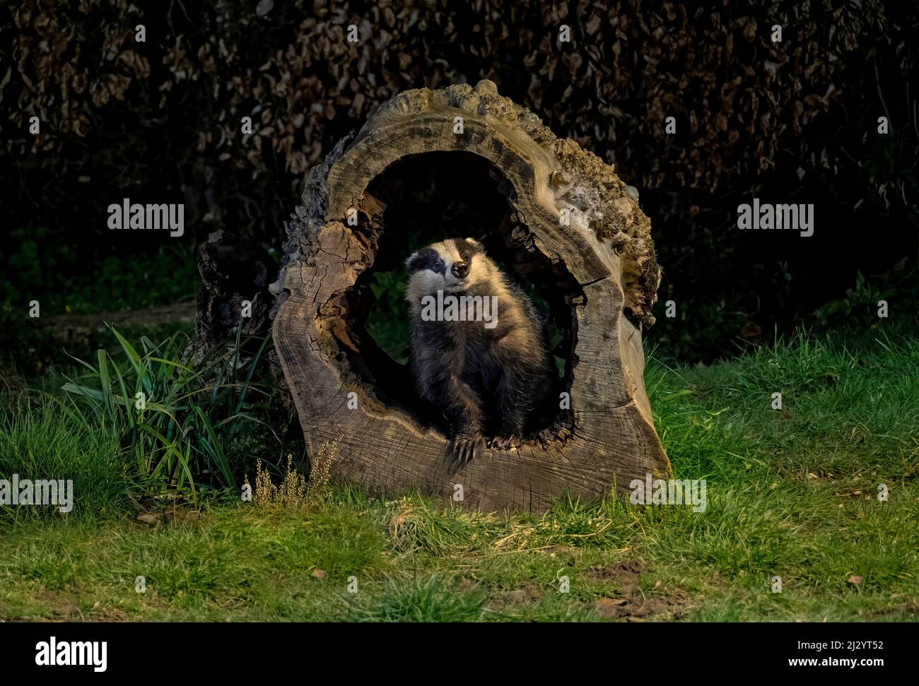Scottish badger hi-res stock photography and images - Alamy