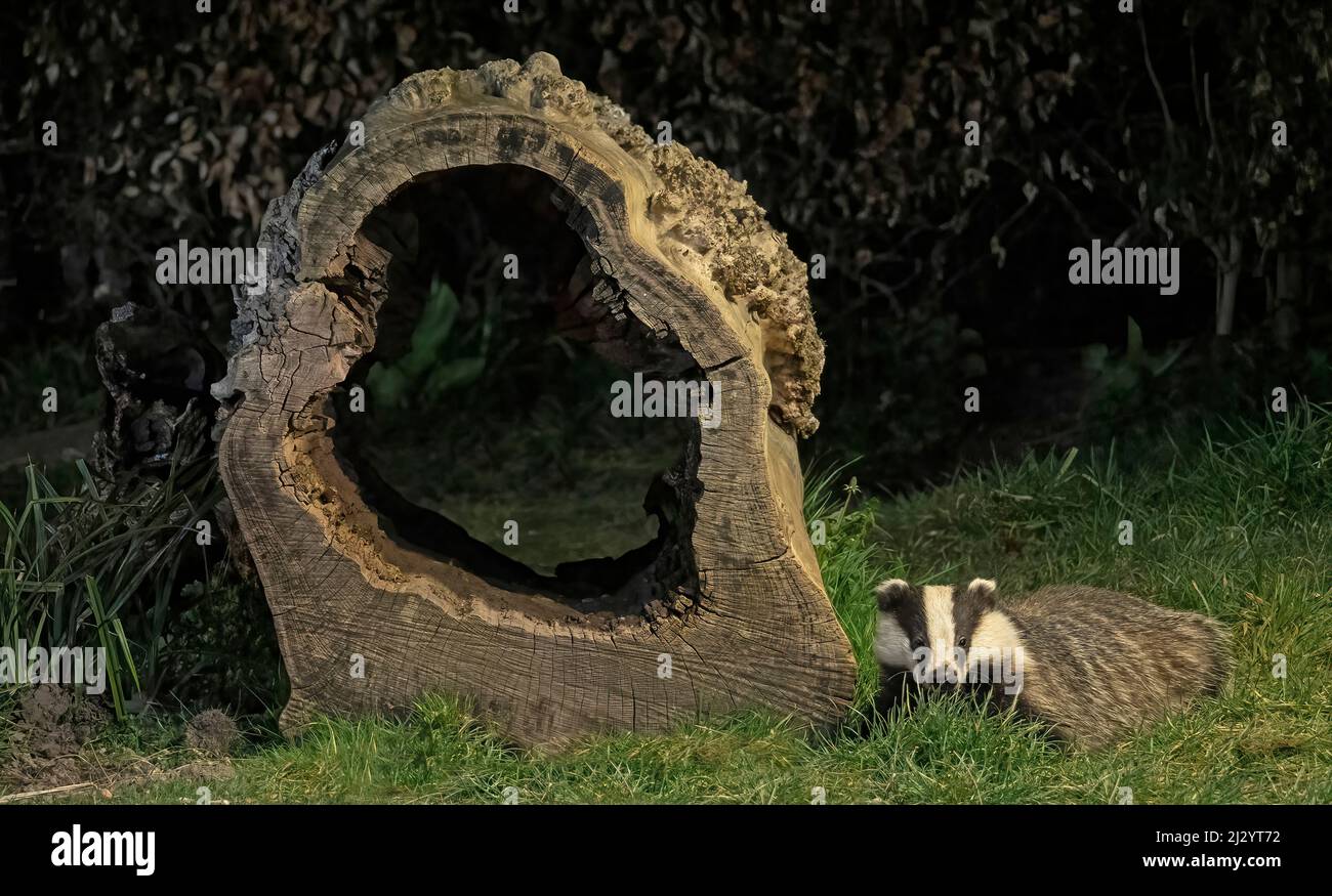 Badger hollow log hi-res stock photography and images - Alamy