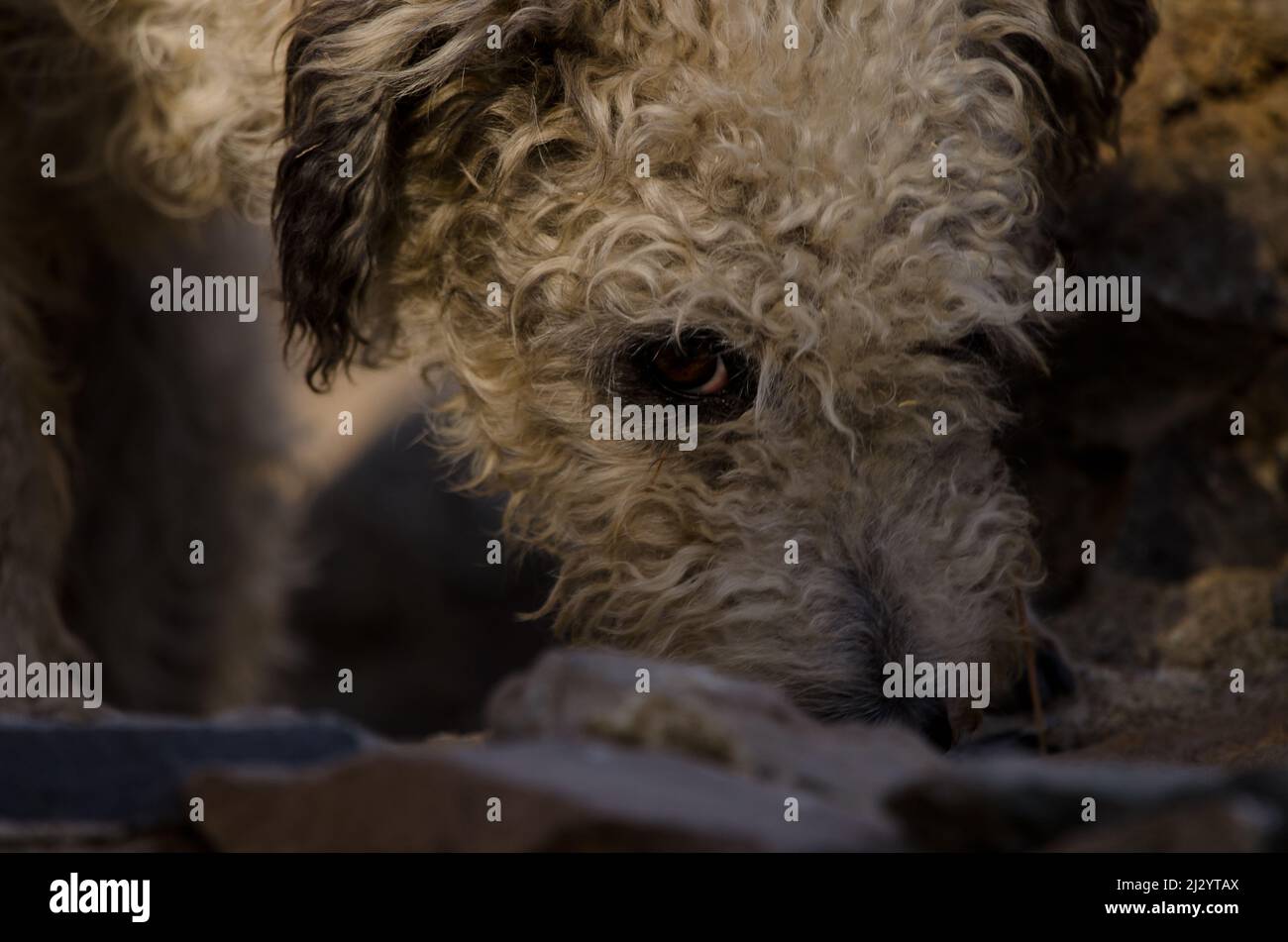 stray dog drinking water. Las Lajas. Vilaflor. Corona Forestal Natural ...