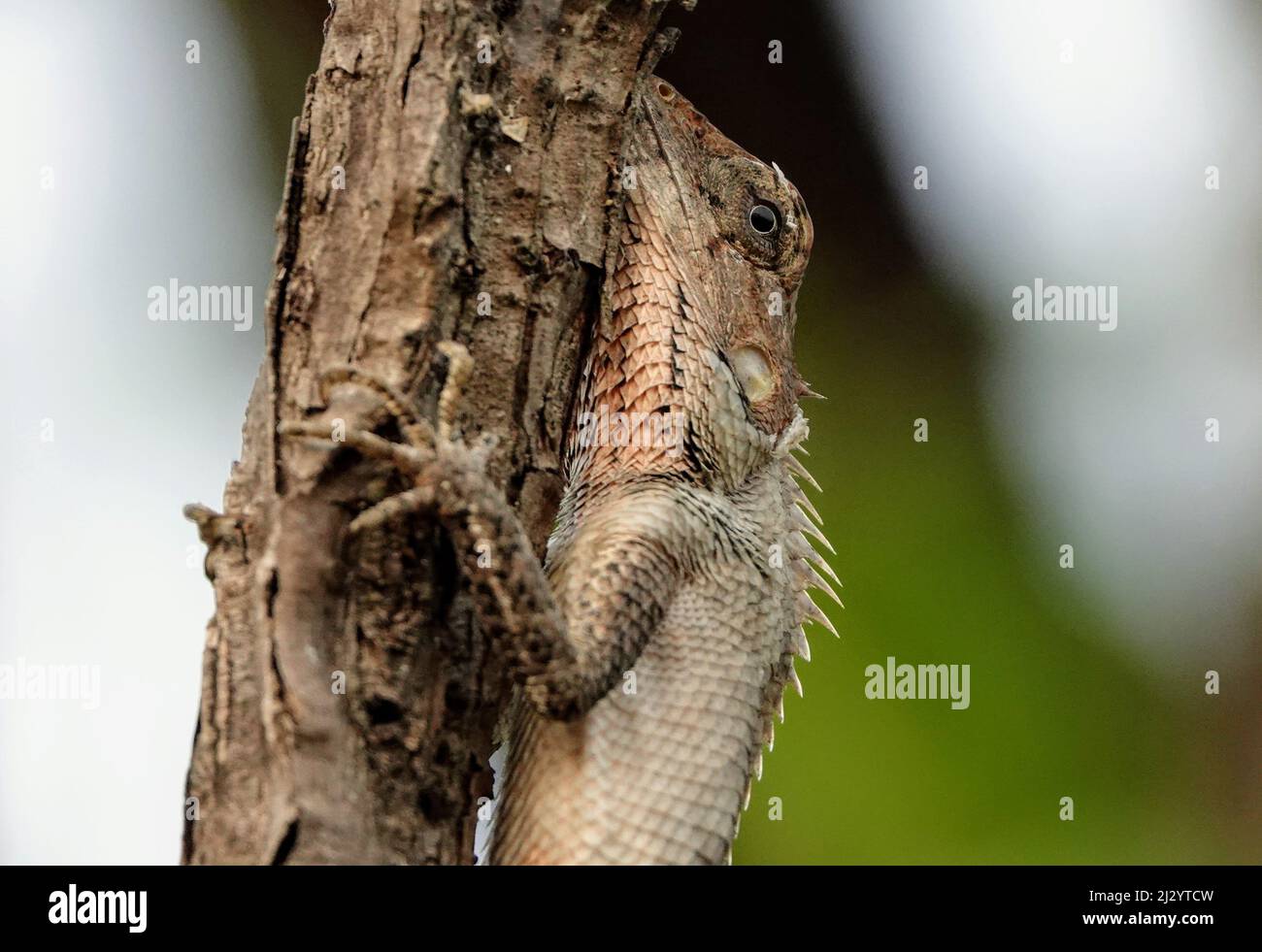 A selective close-up shot of an iguana climbing a tree Stock Photo - Alamy