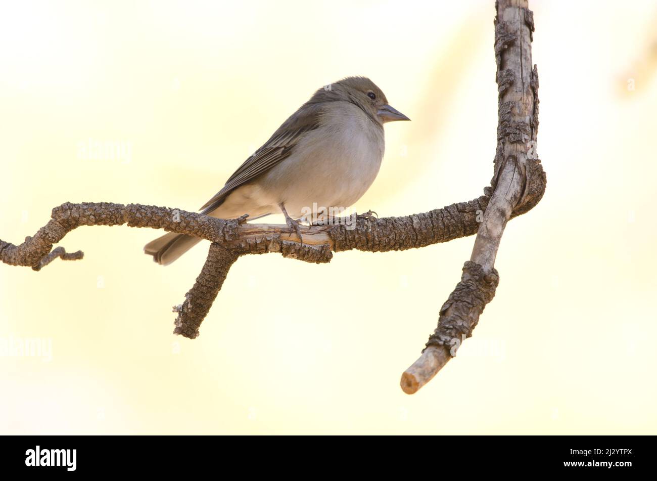 Tenerife blue chaffinch Fringilla teydea. Female. Las Lajas. Vilaflor ...