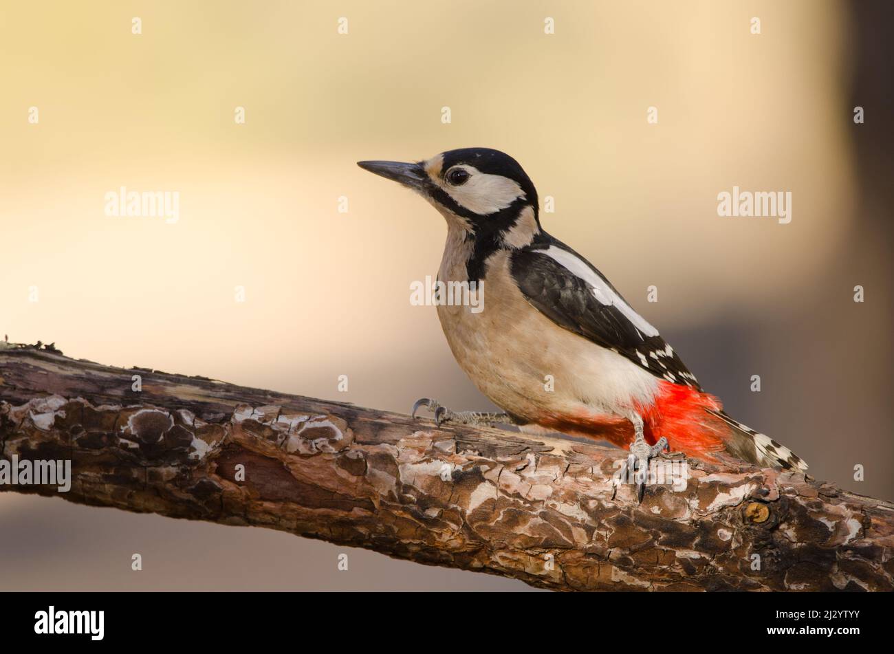 Great spotted woodpecker Dendrocopos major canariensis. Female. Las ...