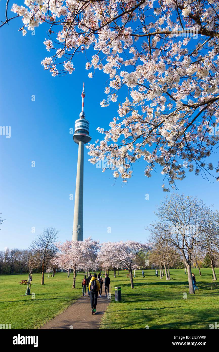 Wien, Vienna: cherry tree blossom at park Donaupark, Donauturm (Danube ...