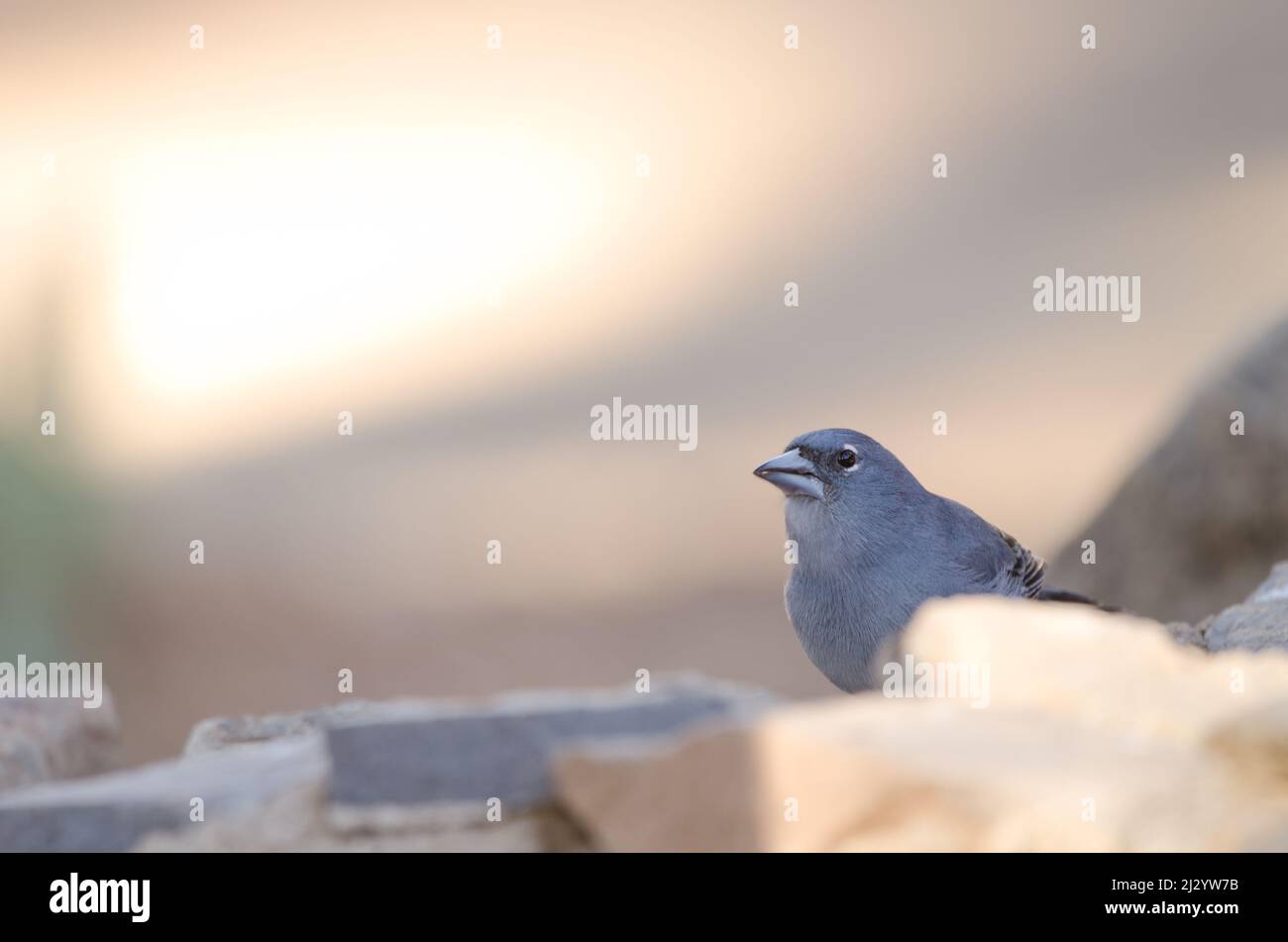 Tenerife blue chaffinch Fringilla teydea. Male drinking water. Las ...