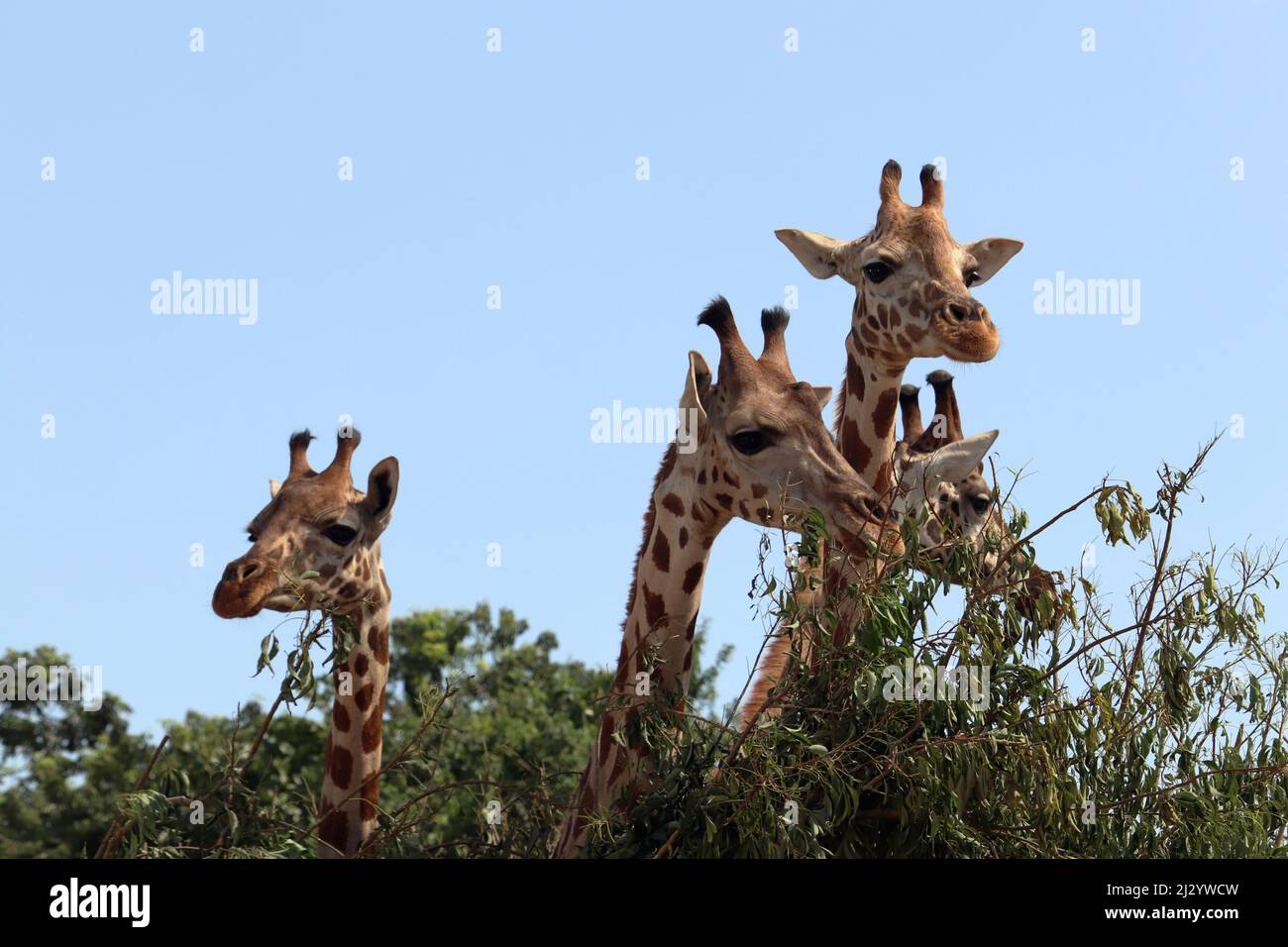 Uganda; Northern Region; Murchison Falls National Park; Giraffes on a ...