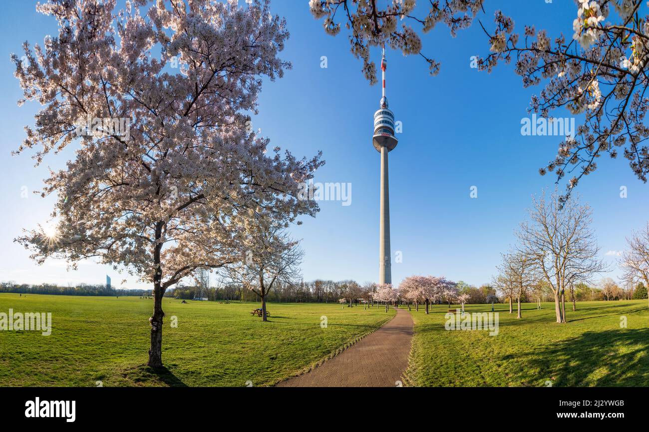 Wien, Vienna: cherry tree blossom at park Donaupark, Donauturm (Danube ...