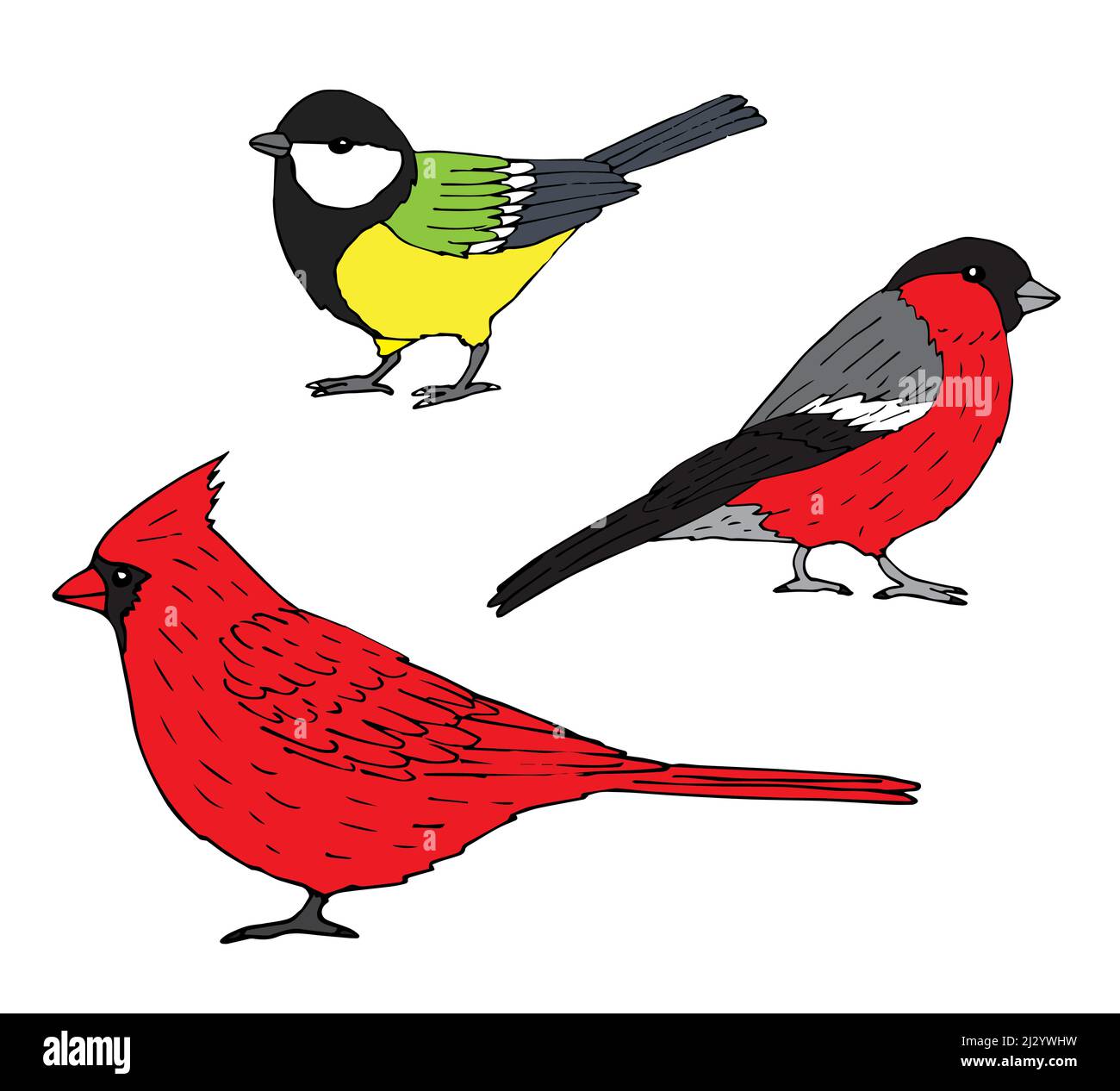 Vector set bundle of hand drawn doodle sketch red cardinal, tit and ...