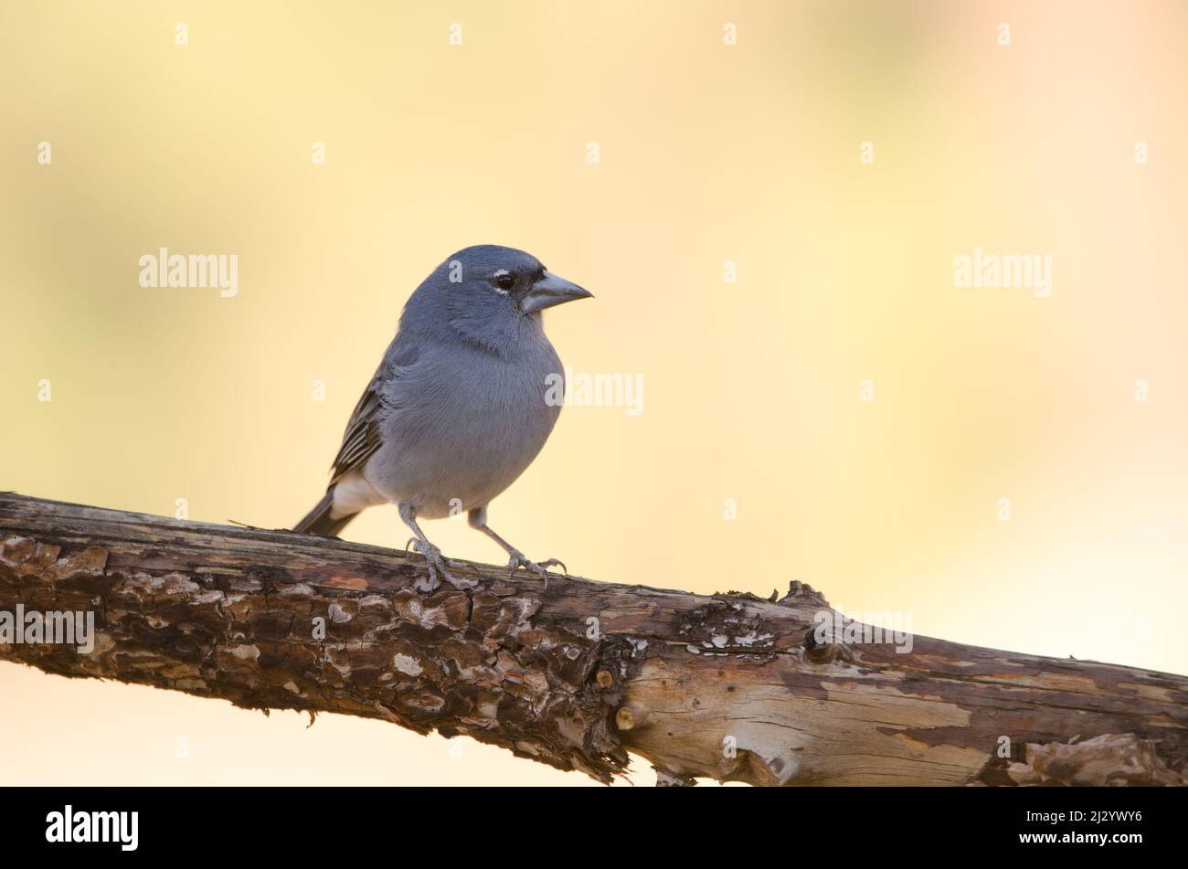 Tenerife blue chaffinch Fringilla teydea. Male. Las Lajas. Vilaflor ...