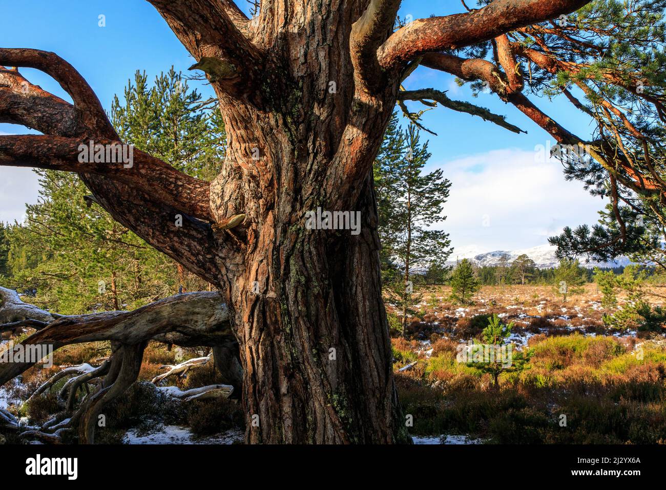 Granny Tree, Glenmore Forest, Caledonian Pine, Scots Pine, Scots Pine ...