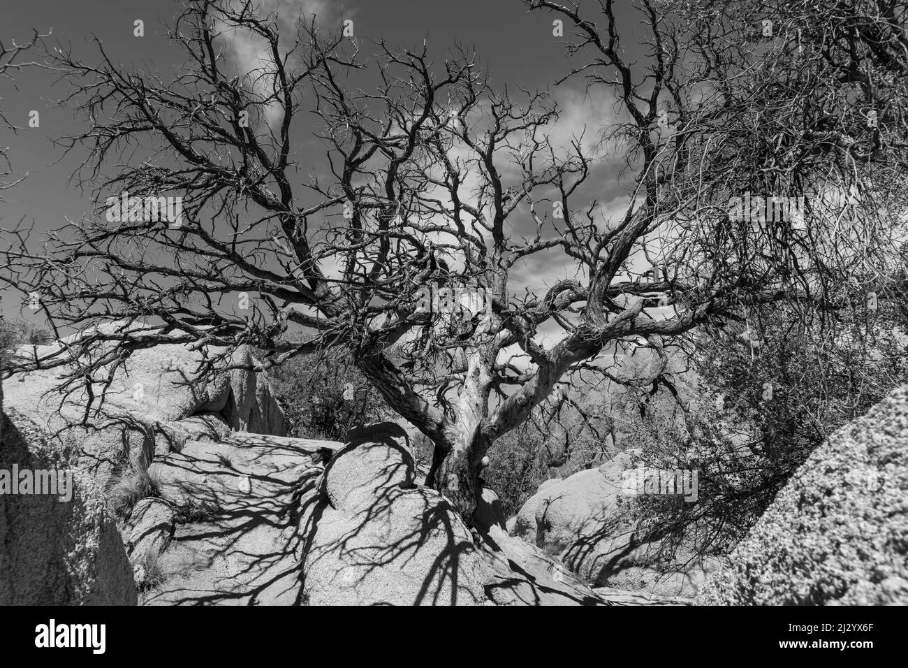 Sturdy branches Black and White Stock Photos & Images - Alamy