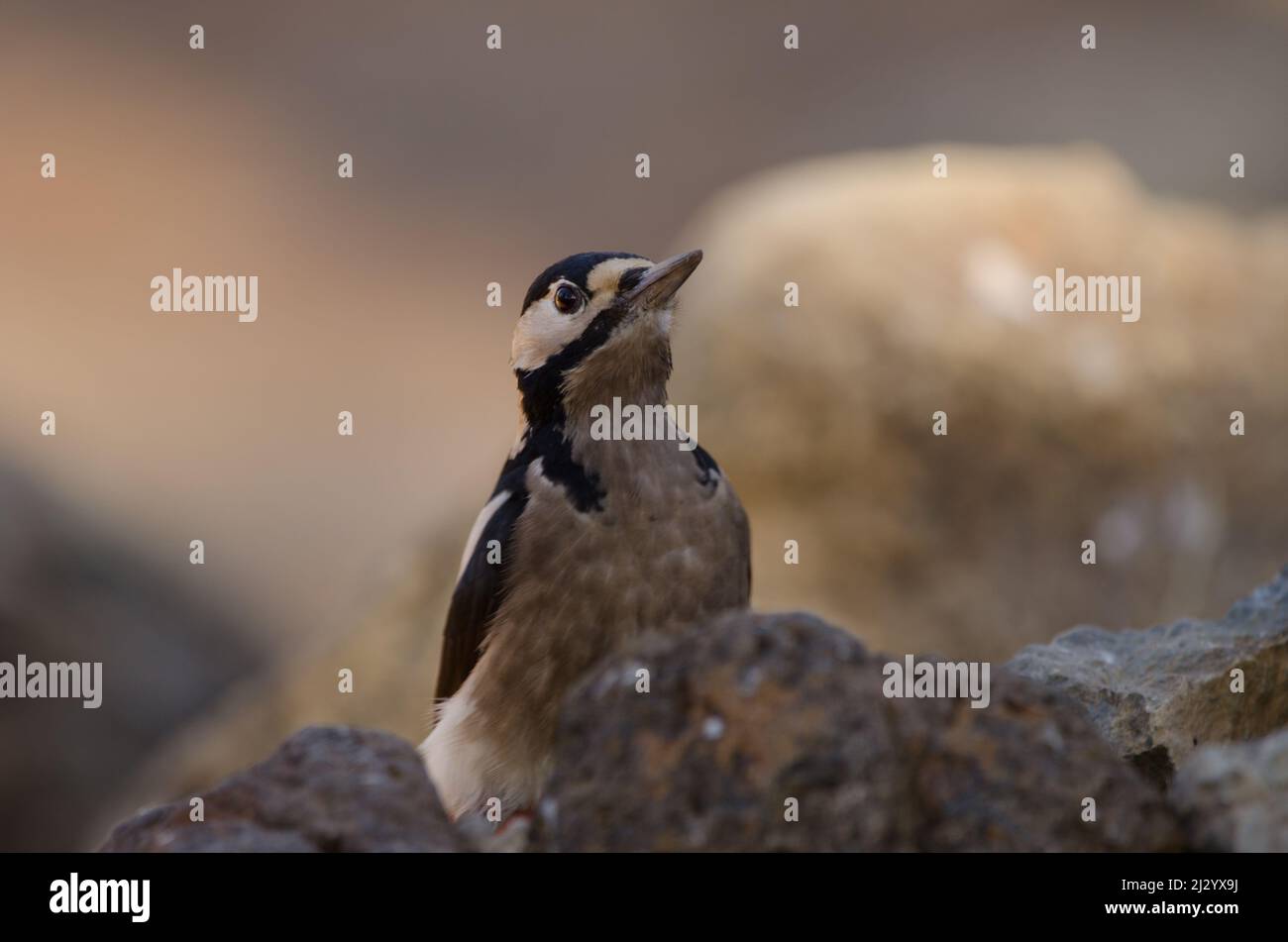 Great spotted woodpecker Dendrocopos major canariensis. Female drinking ...