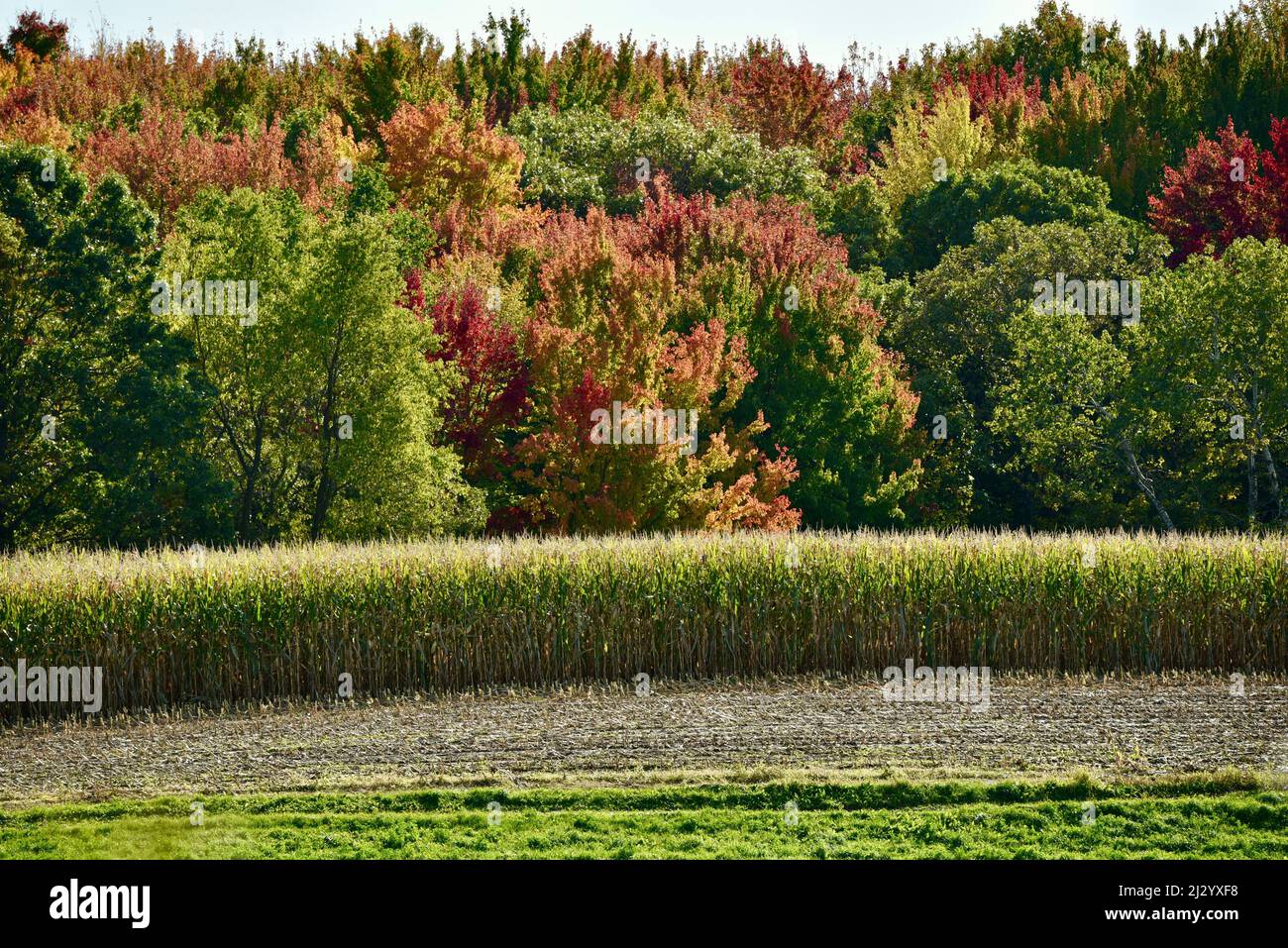 Golden field of corn ready to harvest, row of green alfalfa hay in ...