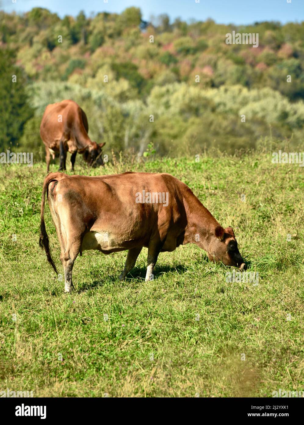 Jersey cows out on pasture or organic field, healthy reddish brown ...