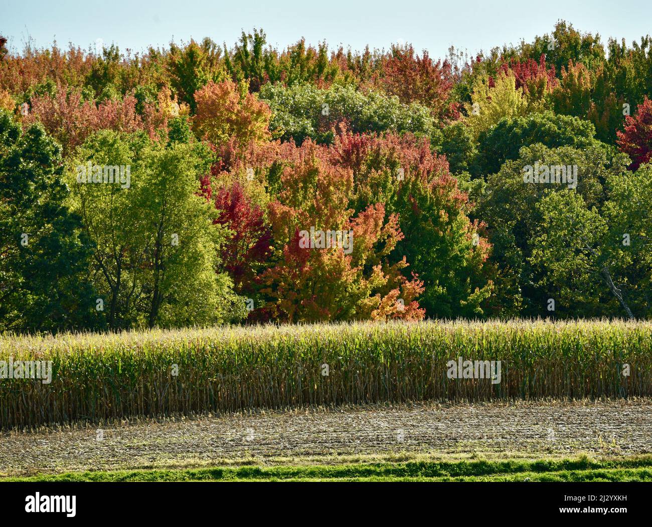 Golden field of corn ready to harvest, row of green alfalfa hay in ...