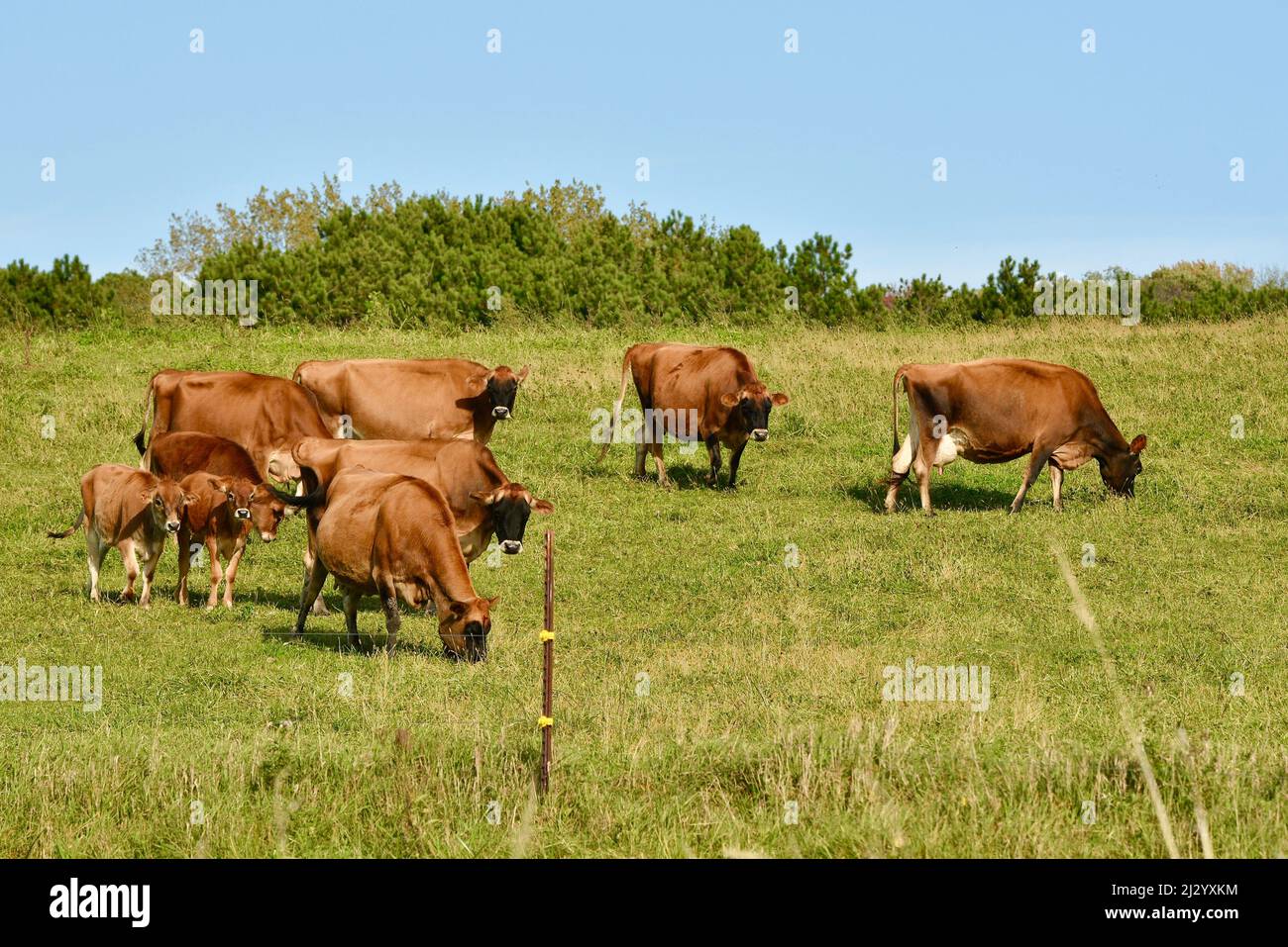 Jersey cows out on pasture or organic field, healthy reddish brown ...