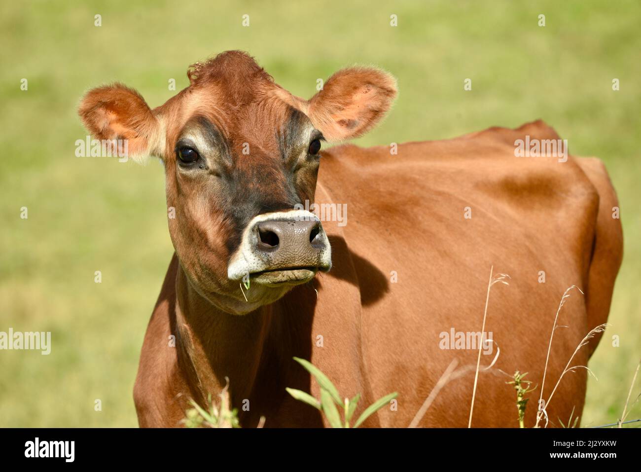 Jersey cows out on pasture or organic field, healthy reddish brown ...