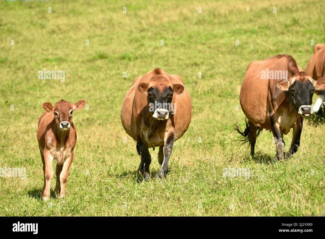 Jersey cows out on pasture or organic field, healthy reddish brown ...