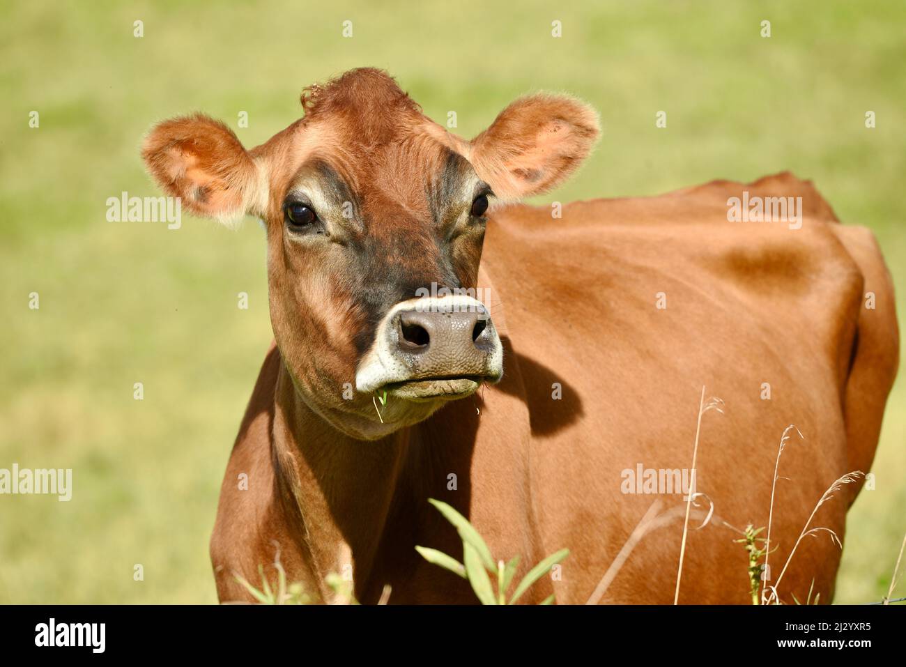 Jersey cows out on pasture or organic field, healthy reddish brown ...