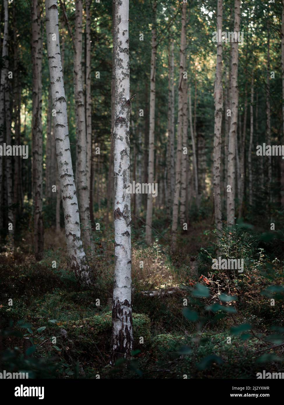 Birch trees in the forest at Lake Siljan in Dalarna, Sweden Stock Photo ...
