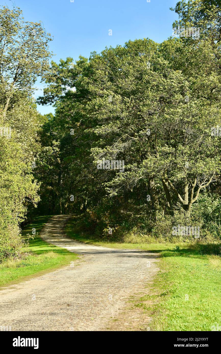 Lonely gravel country road weaving and curving into forest in early ...