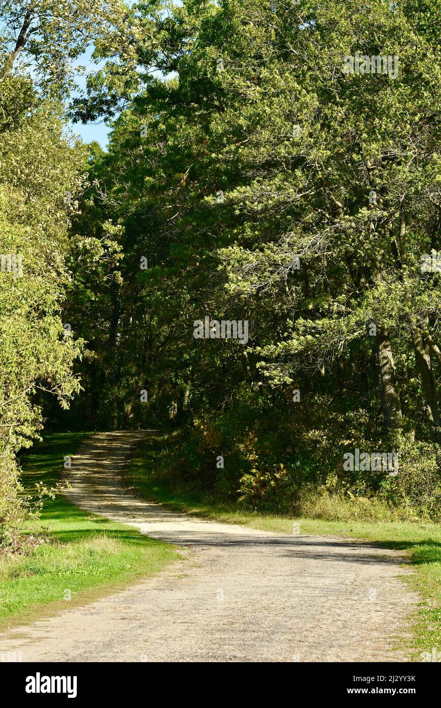 Lonely gravel country road weaving and curving into forest in early ...
