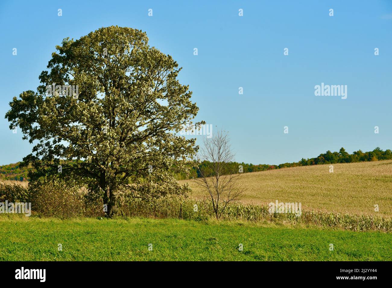 Single broad-branched oak tree adjacent to golden field of corn ready ...