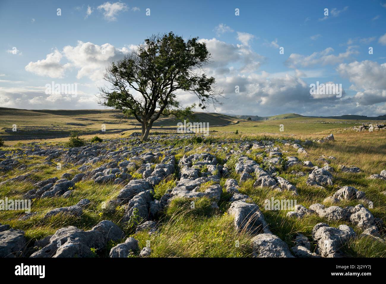 Yorkshire dales lone tree hi-res stock photography and images - Alamy
