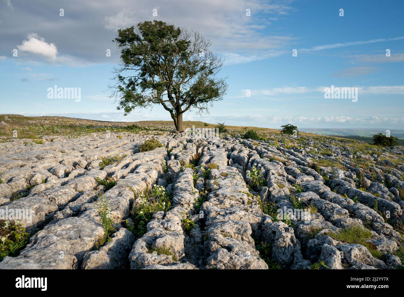 Lone tree malham yorkshire dales hi-res stock photography and images ...