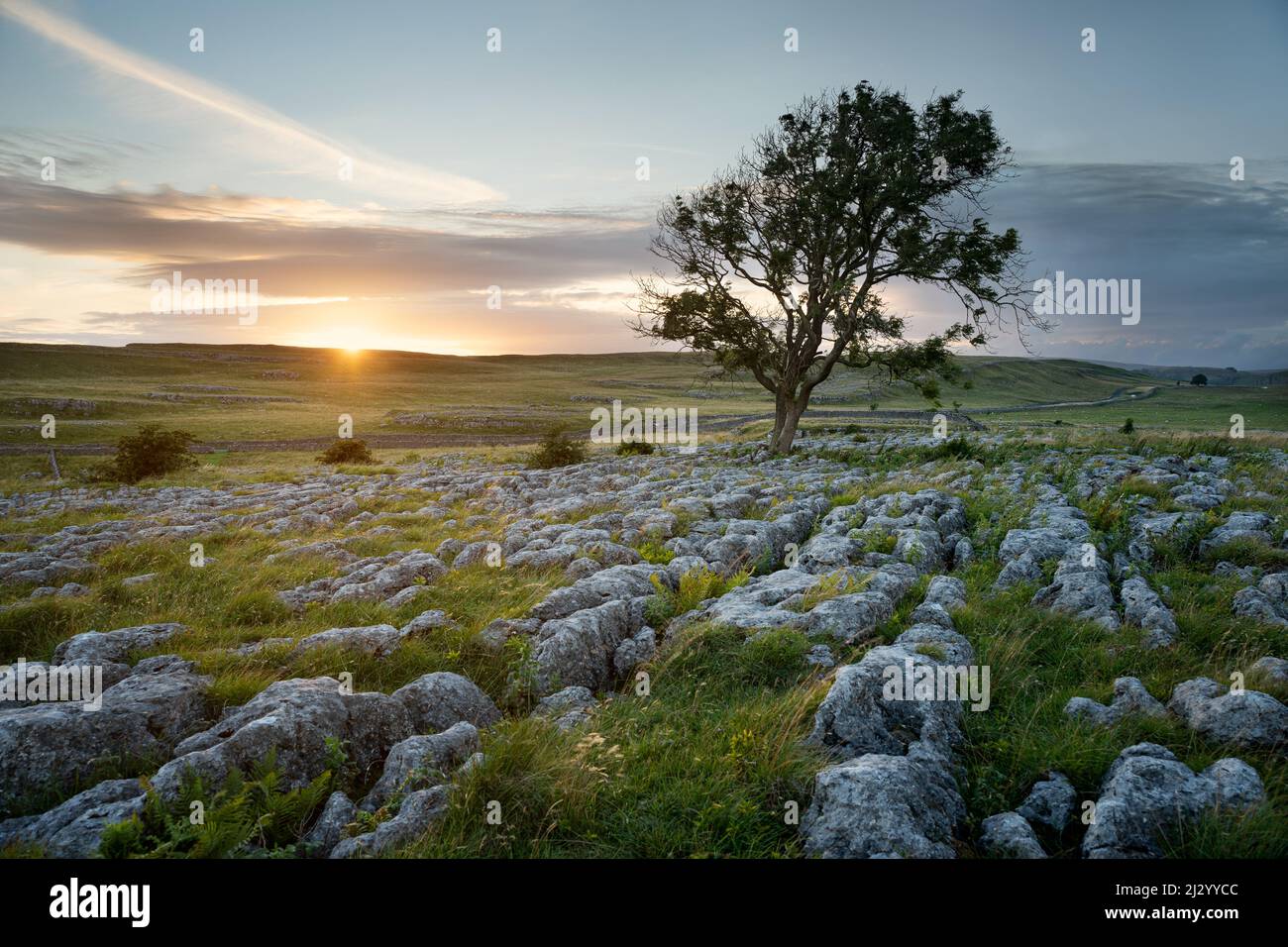 Yorkshire dales lone tree hi-res stock photography and images - Alamy