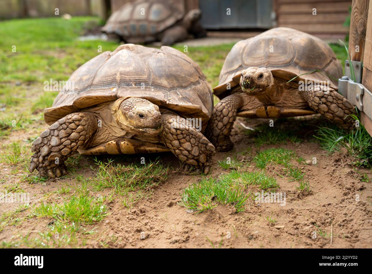 Very large tortoise species hi-res stock photography and images - Alamy