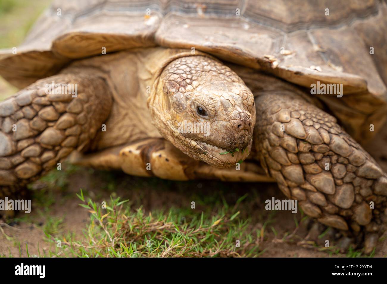 Very large tortoise species hi-res stock photography and images - Alamy