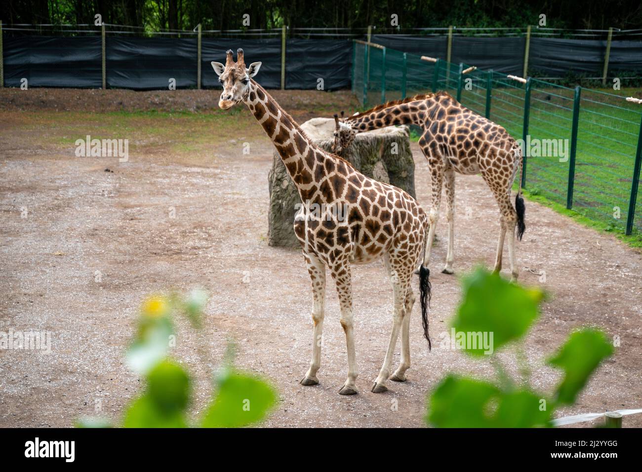 Giraffe hoof hi-res stock photography and images - Alamy