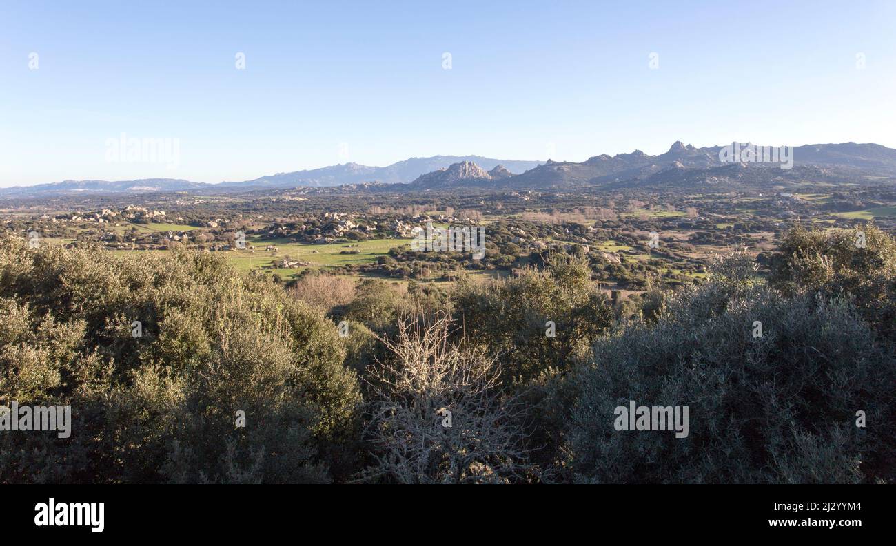 Sardinia tree nature wild rural hi-res stock photography and images - Alamy