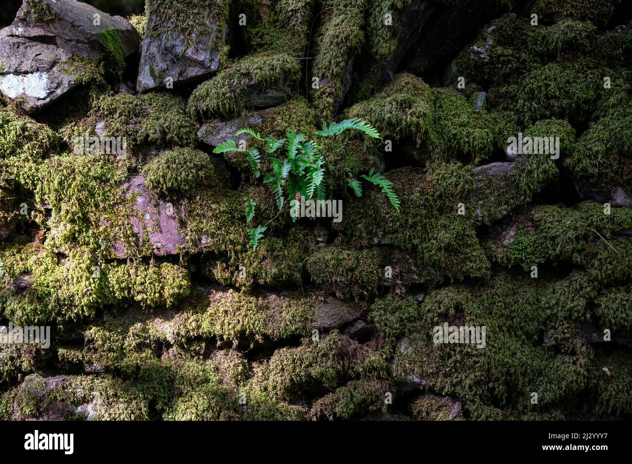 Plant growing on a stone wall Stock Photo - Alamy