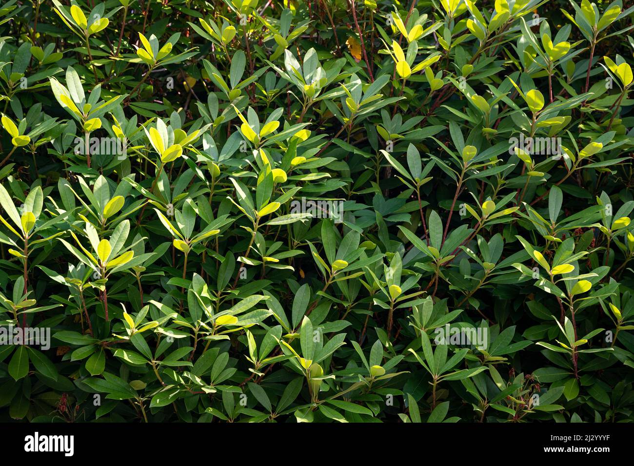 Photograph of green leaves filling a whole composition Stock Photo - Alamy