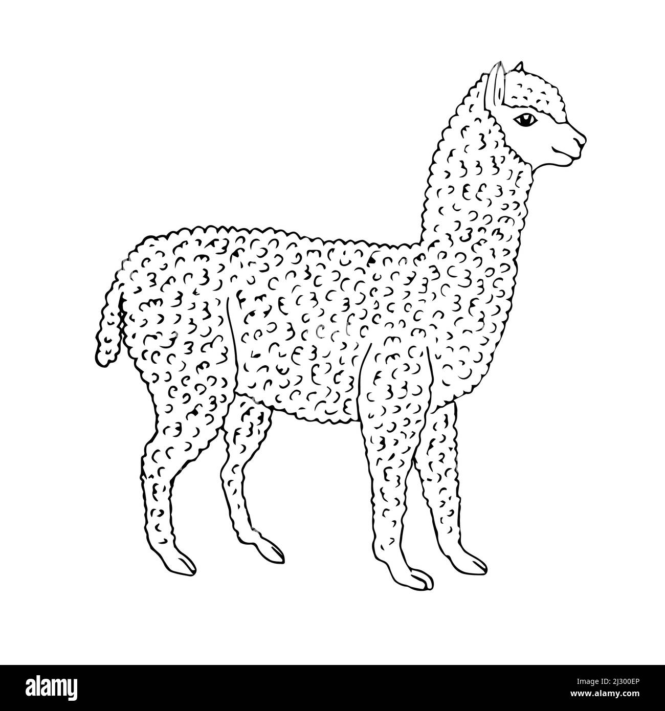 Vector hand drawn sketch alpaca isolated on white background Stock ...