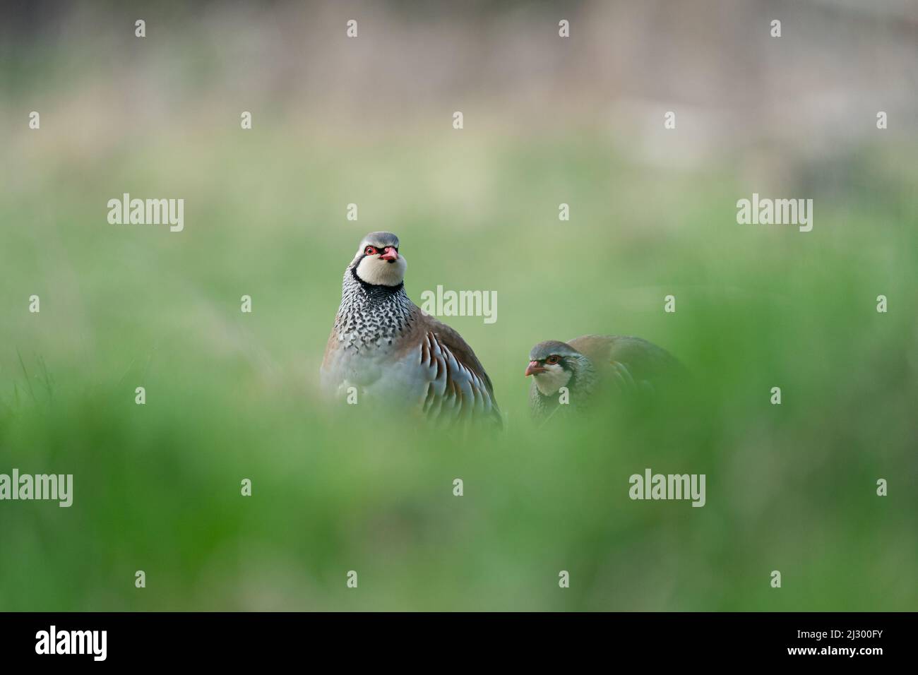 Red Legged Partridge in grass, shallow depth of field photograph Stock ...