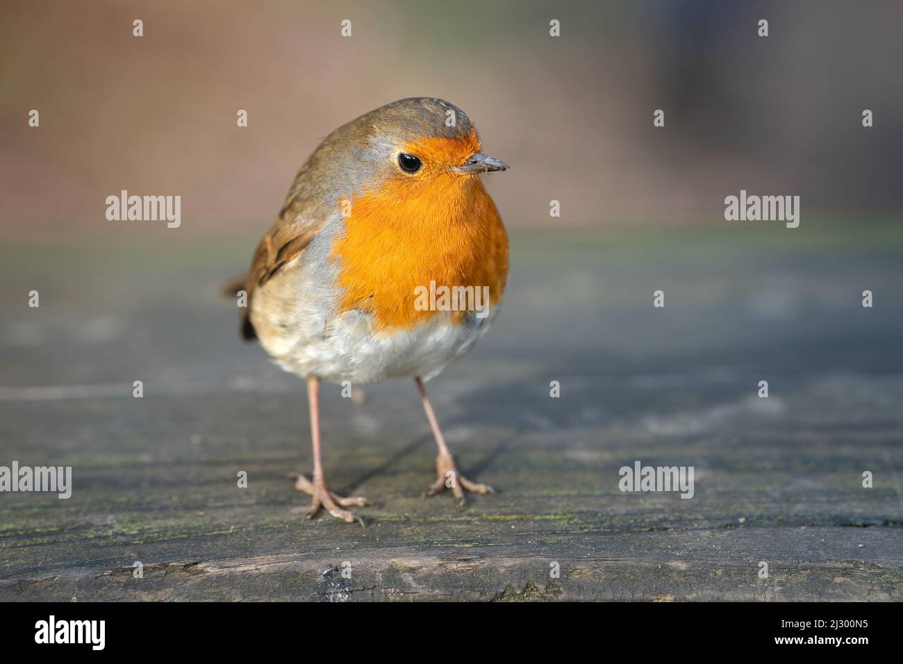 Most common garden bird Robin Stock Photo - Alamy