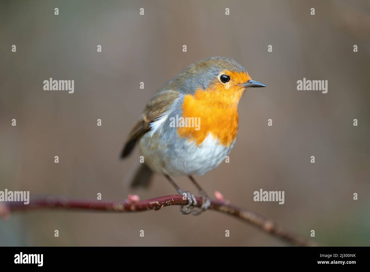 Most common garden bird Robin Stock Photo - Alamy