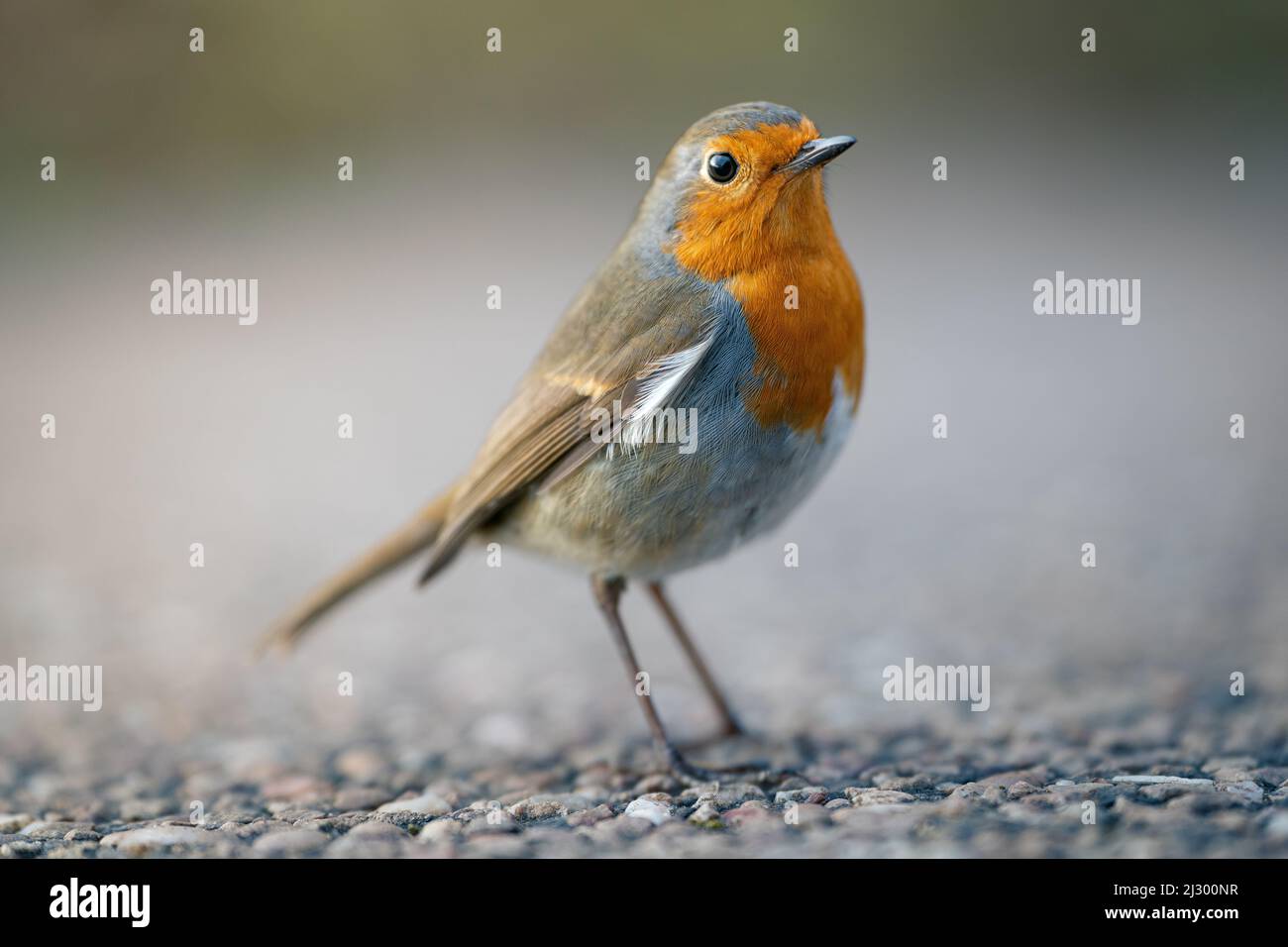 Most common garden bird Robin Stock Photo - Alamy