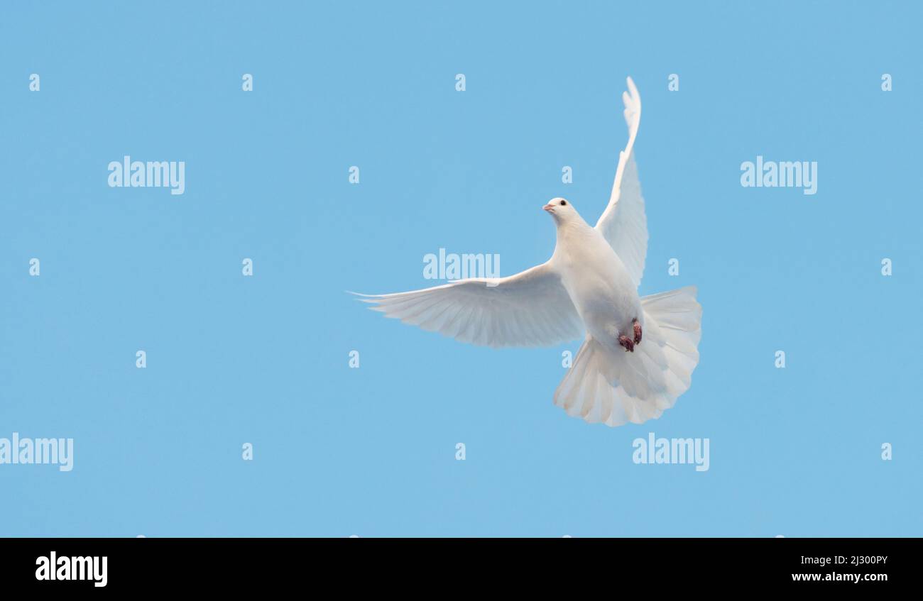 white dove of peace flies on the blue sky Stock Photo - Alamy