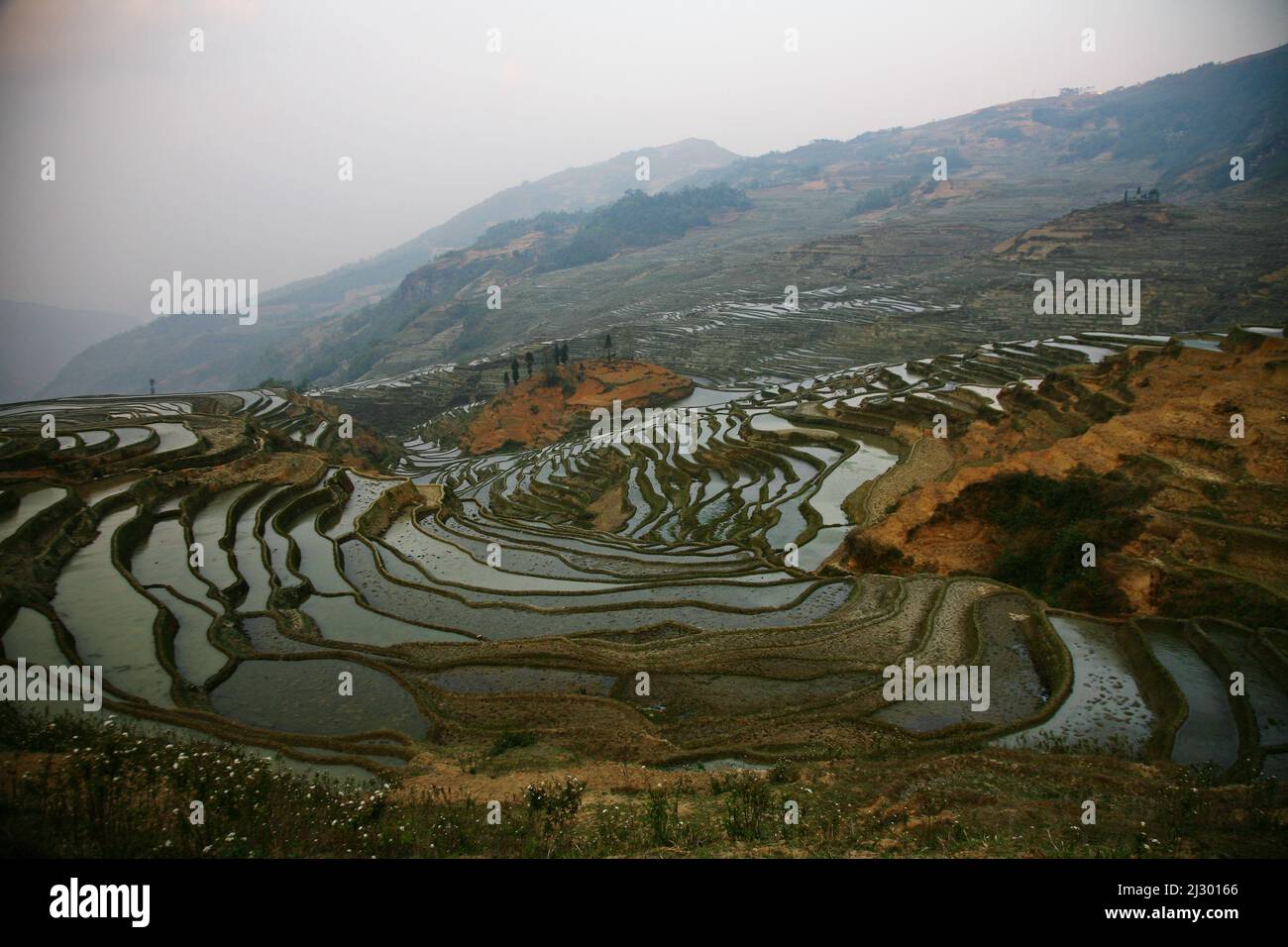 Terraced rice fields in Yuanyang, Yunnan, China Stock Photo - Alamy