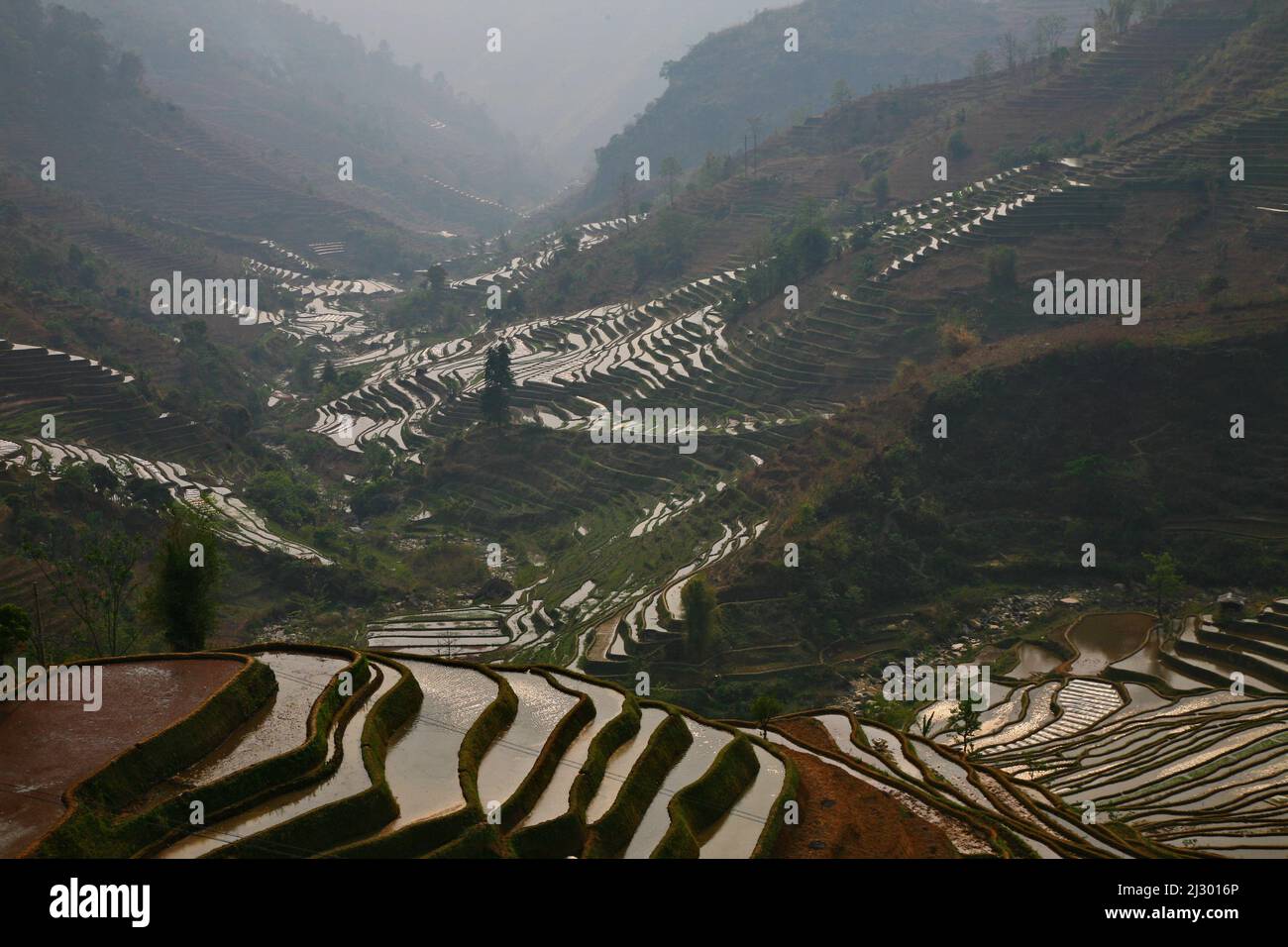 Terraced rice fields in Yuanyang, Yunnan, China Stock Photo - Alamy