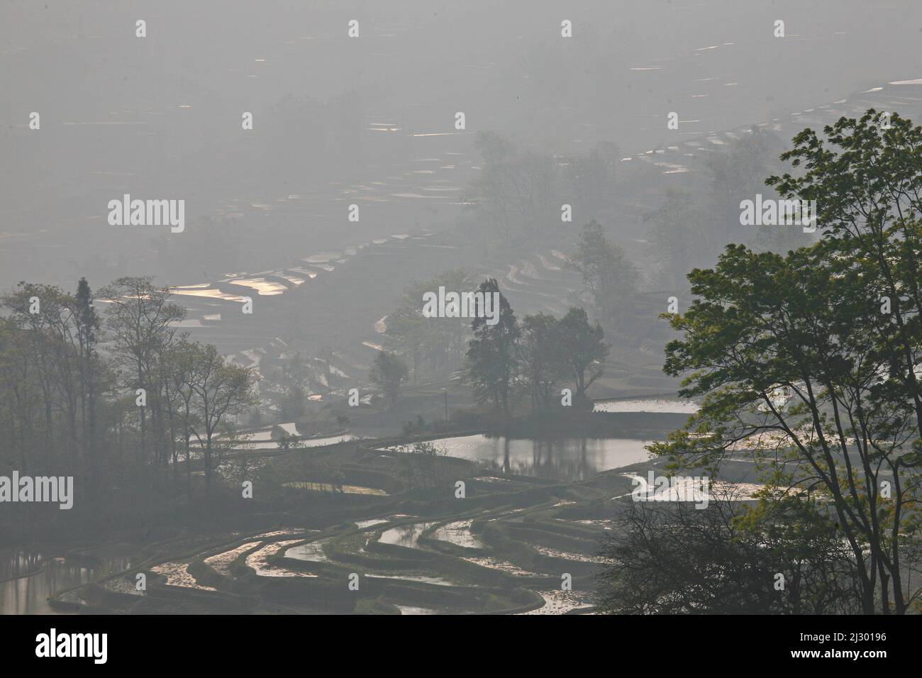 Terraced rice fields in Yuanyang, Yunnan, China Stock Photo - Alamy