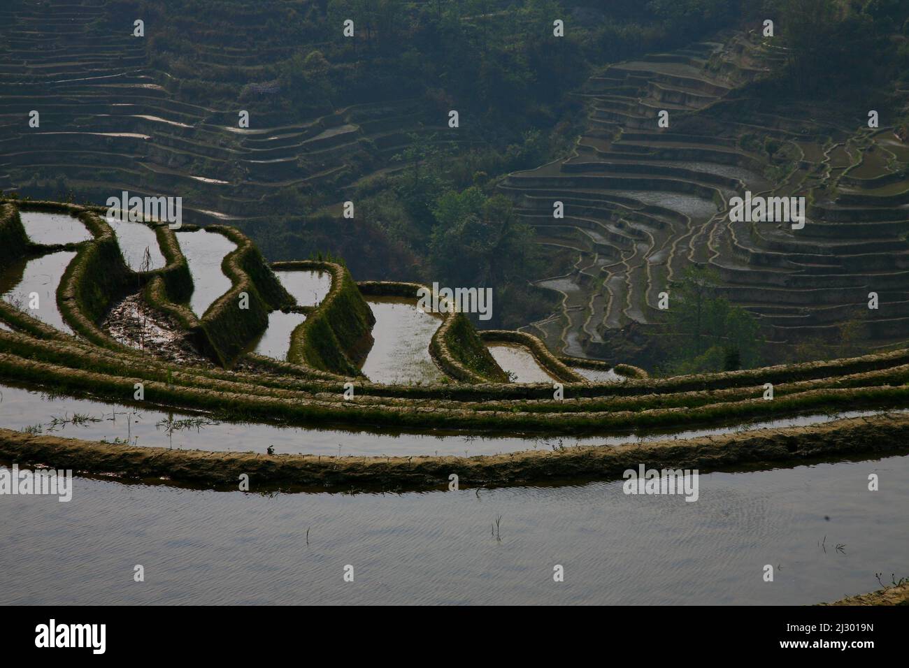 Terraced rice fields in Yuanyang, Yunnan, China Stock Photo - Alamy